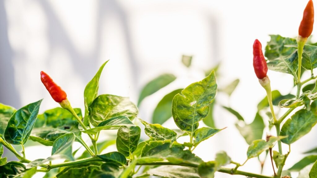 Comment cultiver des jalapeños ? - Label Deco